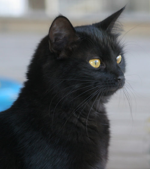 Facts about cats Flashcards | Memorang