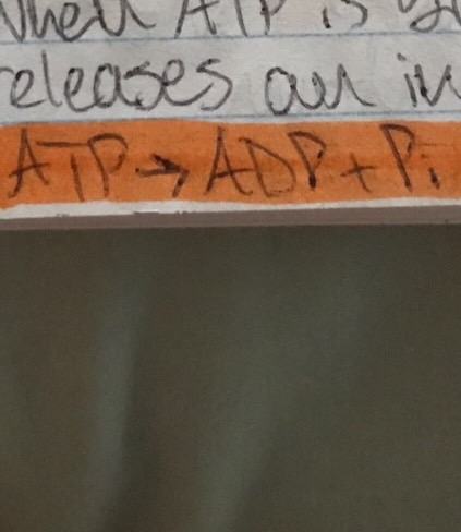 A & P Chapter 2 Flashcards | Memorang