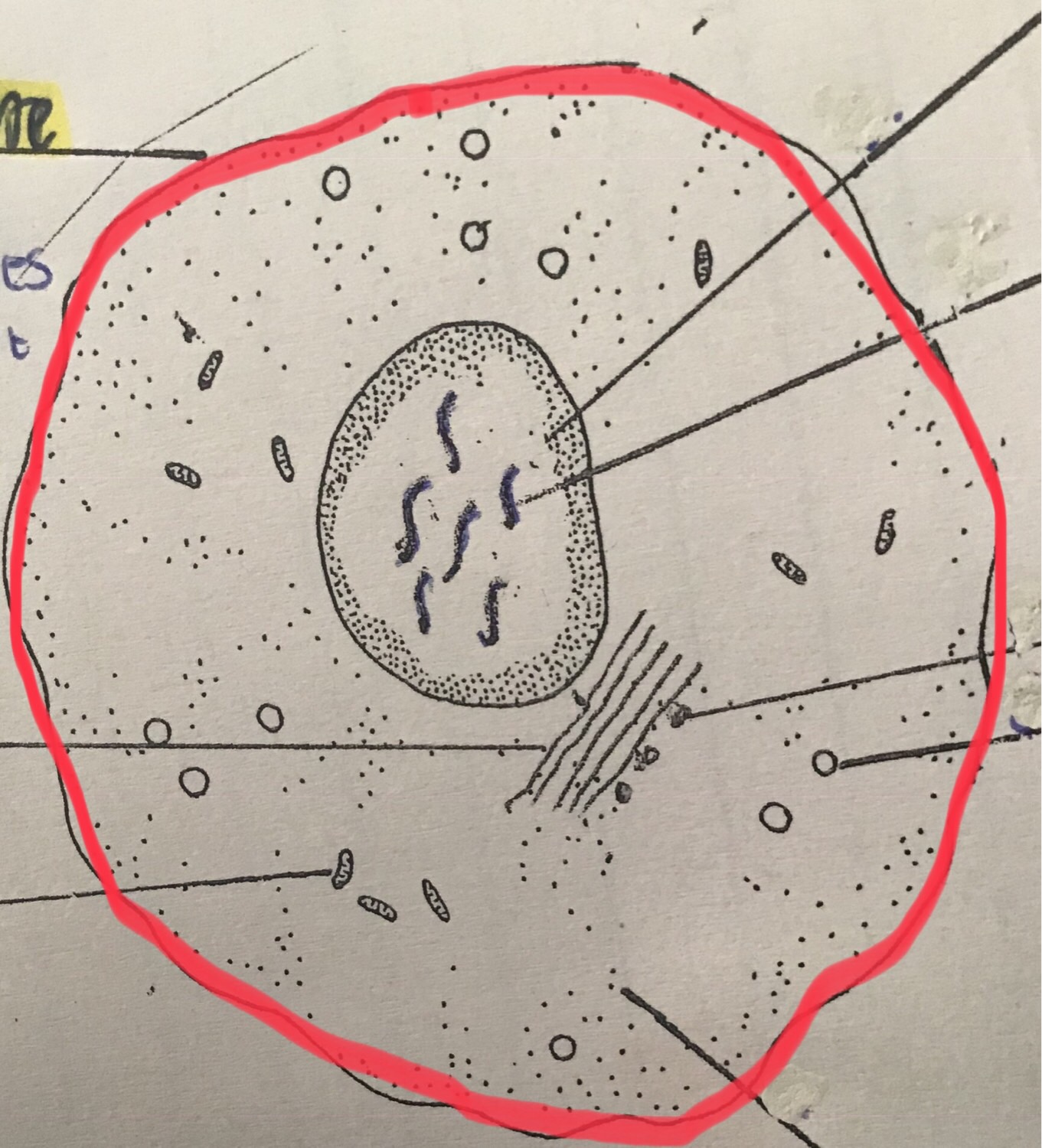 Parts of an animal cell Flashcards | Memorang