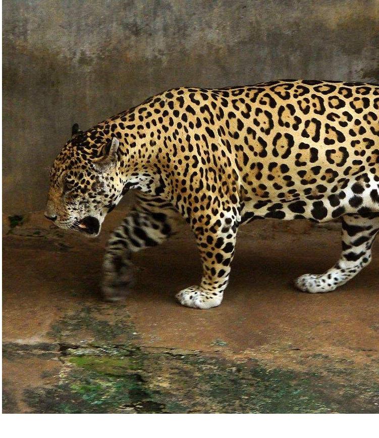 Unit 2 Flashcards | Memorang