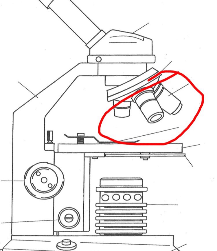 SCIENCE compound microscope quiz Flashcards | Memorang
