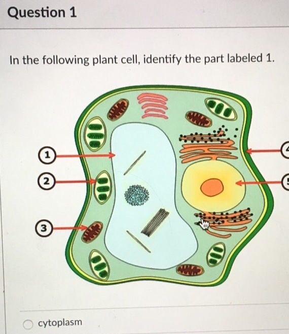 Cell Quizzes 1 & 2 Flashcards | Memorang