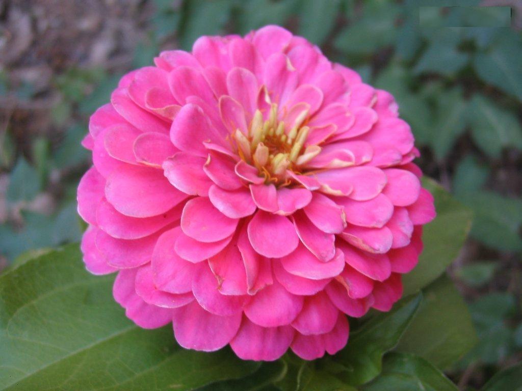 Pretty Flowers Flashcards | Memorang