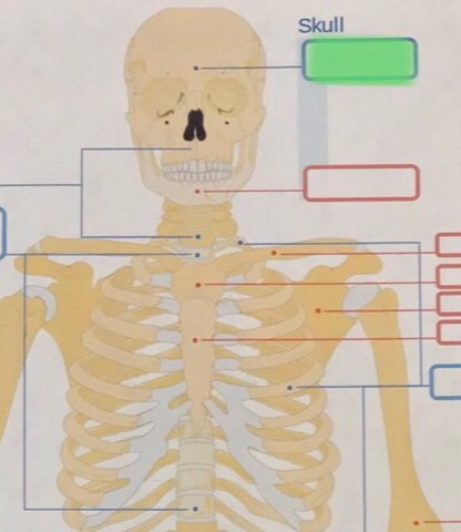 The skeletal system Flashcards | Memorang