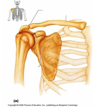 A&P: Bones Flashcards | Memorang