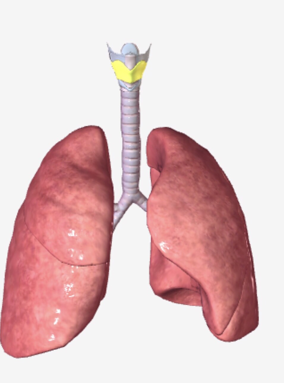 Respiratory System Flashcards | Memorang