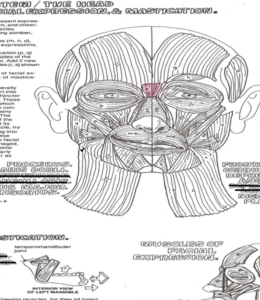 Neck and Face Flashcards | Memorang