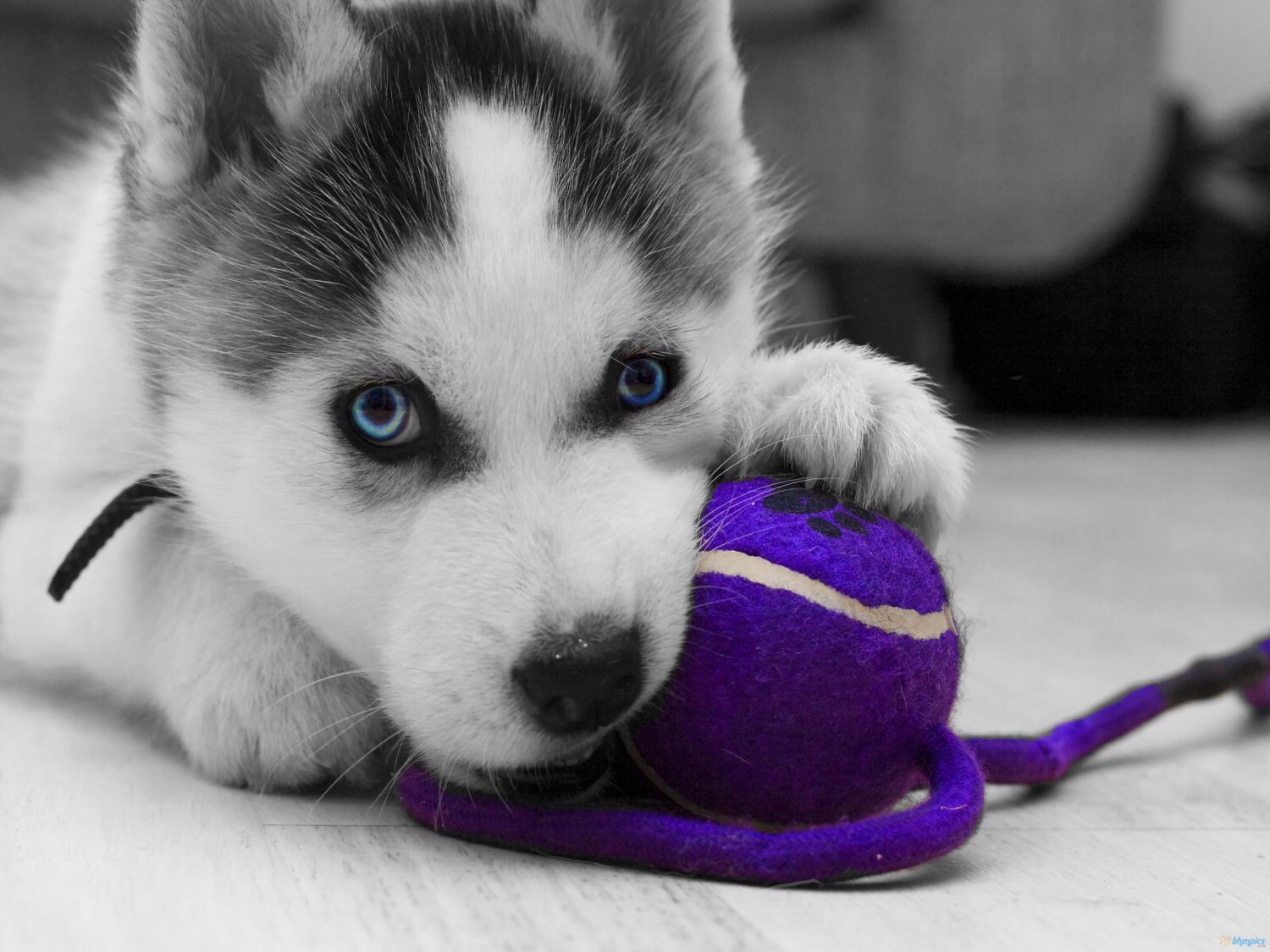 Dogs Flashcards | Memorang