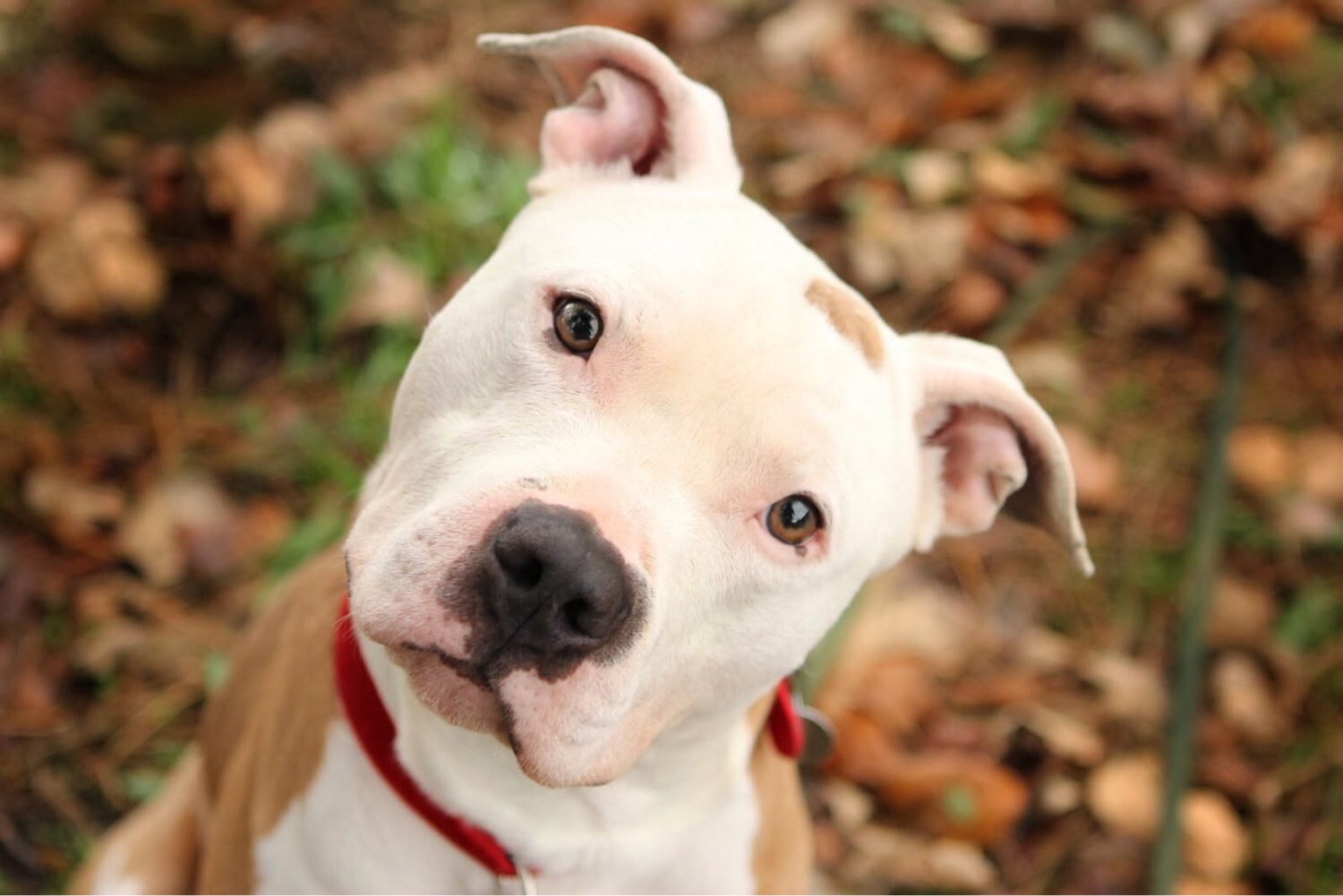 Dog types Flashcards | Memorang