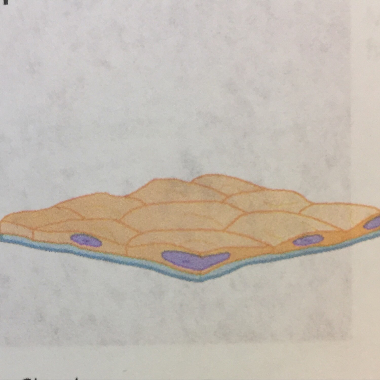 Tissue Types Flashcards | Memorang