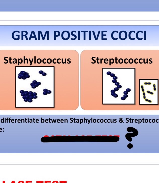 Practical part 4 Flashcards | Memorang
