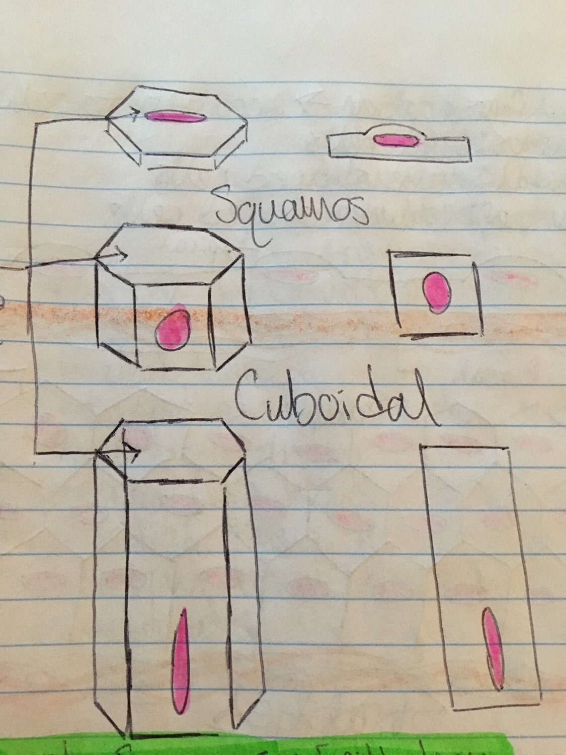 A & P Chapter 4 (part 2) Flashcards | Memorang