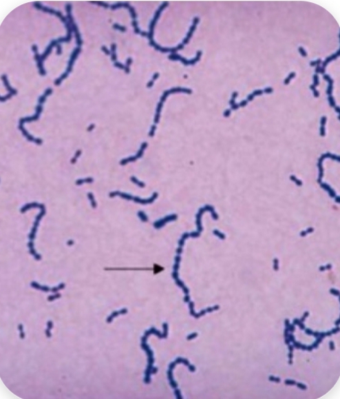 Microbiologia Clínica - Atlas de Coloração Flashcards | Memorang