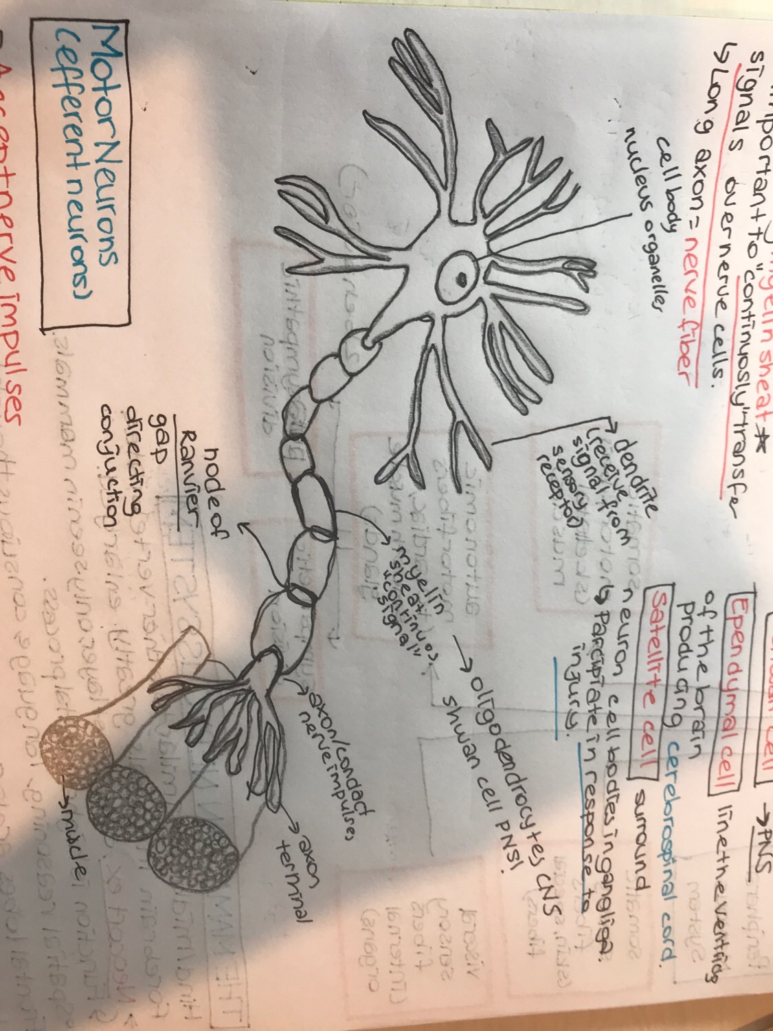 Neurons and Nervous System Flashcards | Memorang