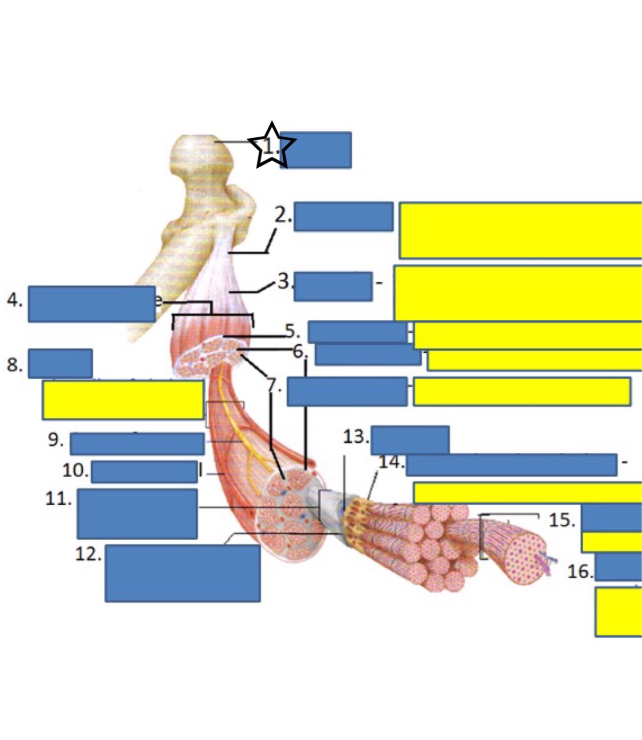 Structures of Skeletal Muscle Labeling Flashcards | Memorang