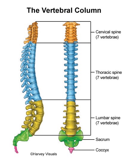 Types of Bone Flashcards | Memorang