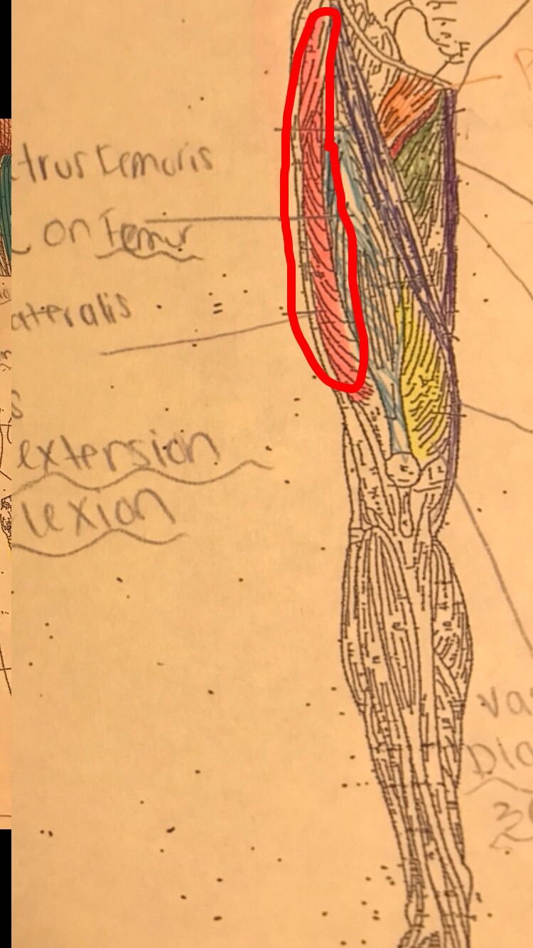 Hip Flashcards | Memorang