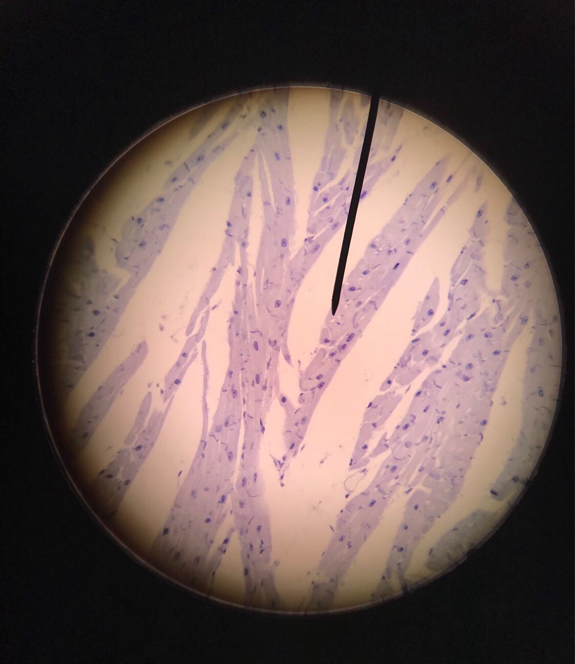 Tissues Flashcards | Memorang