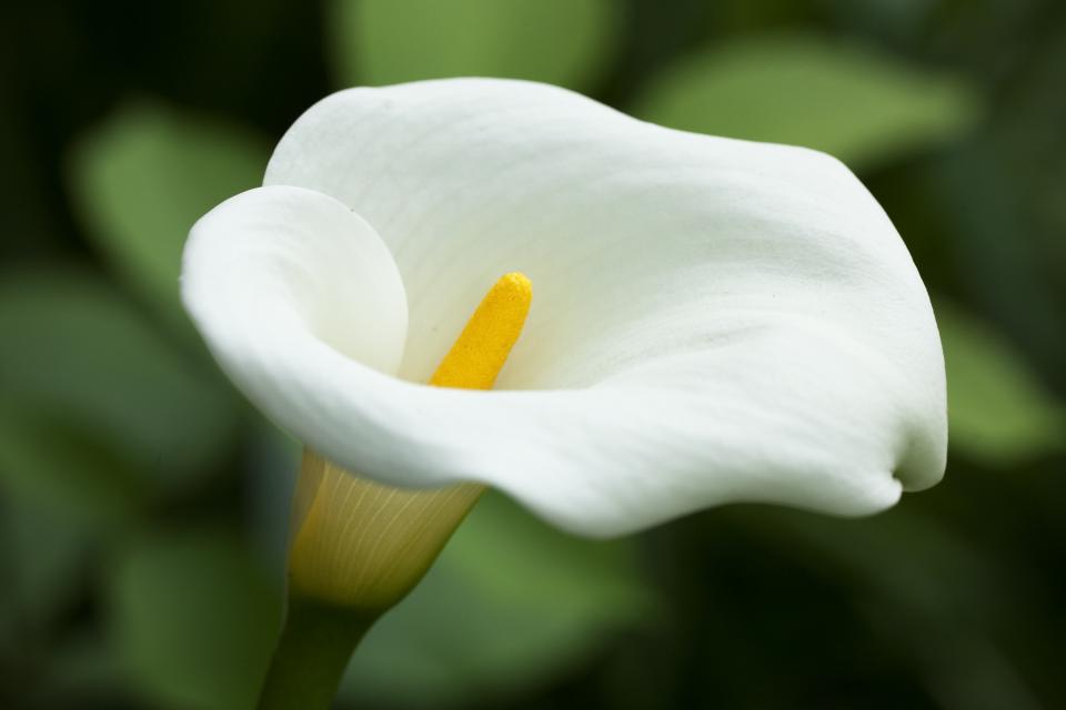Types of Flowers Flashcards | Memorang
