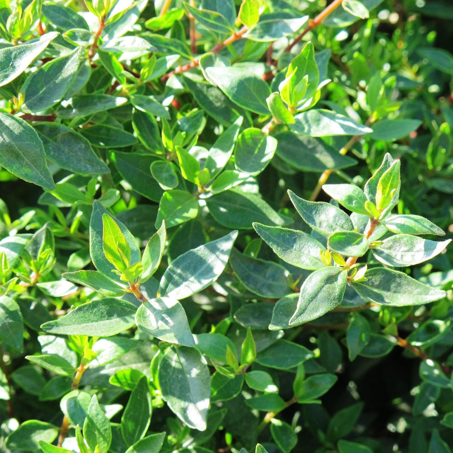 Nursery Landscape CDE Plant I.D. Flashcards | Memorang