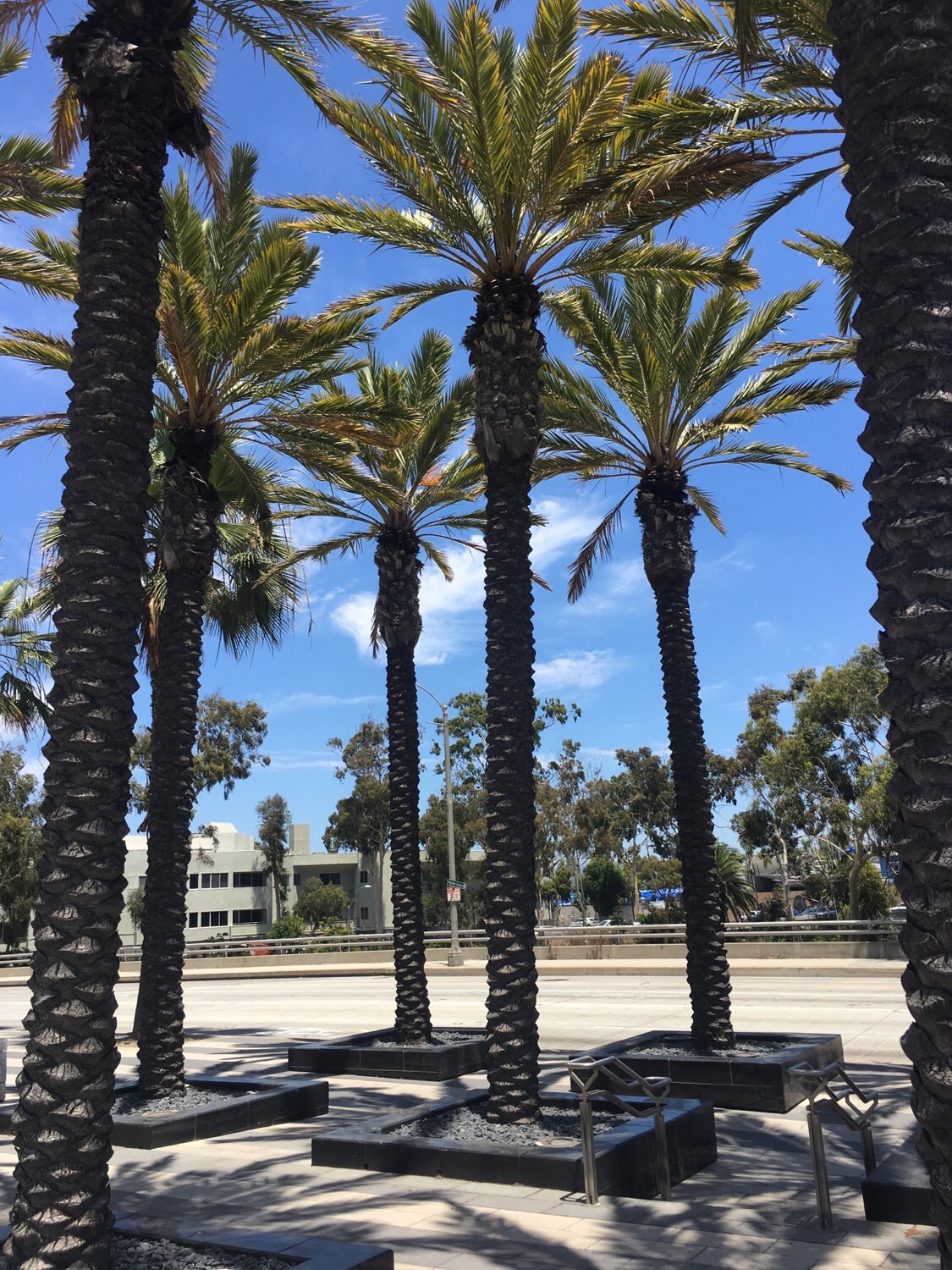 UCLA Landscape Plants Deck 3 Flashcards | Memorang