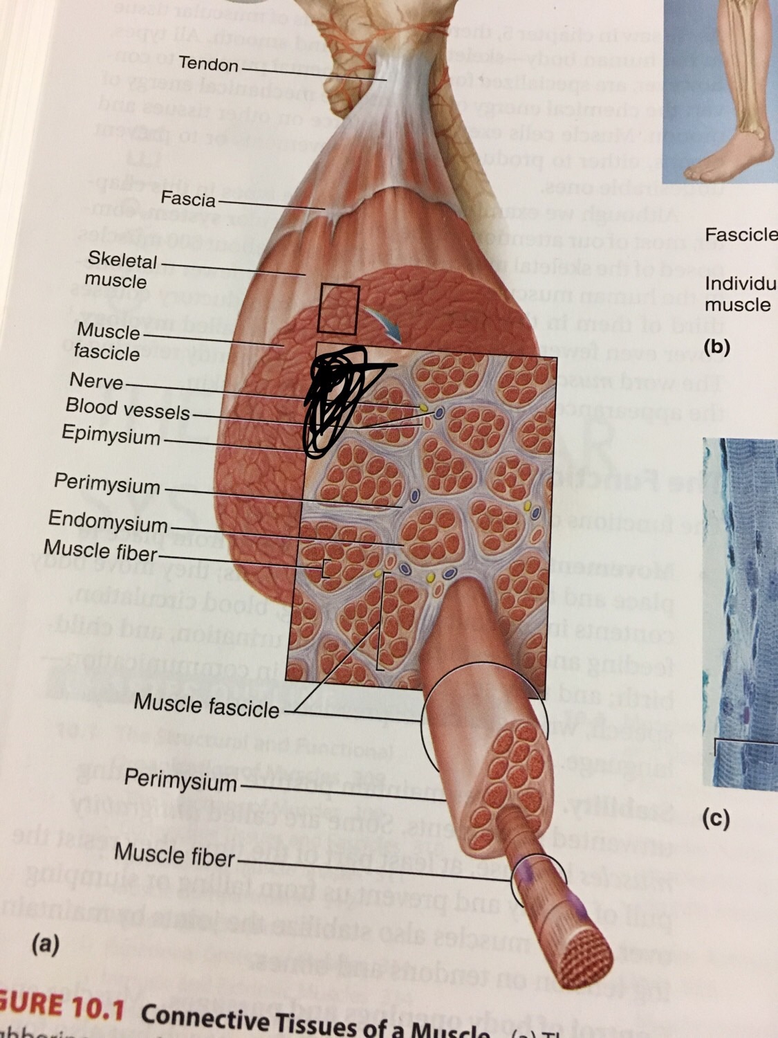 Muscle structures Flashcards | Memorang