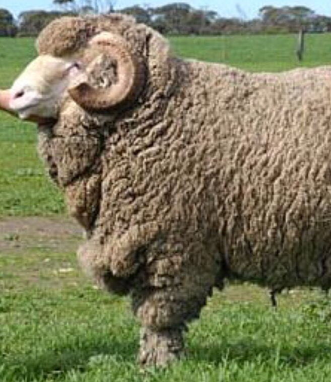 Sheep Flashcards | Memorang