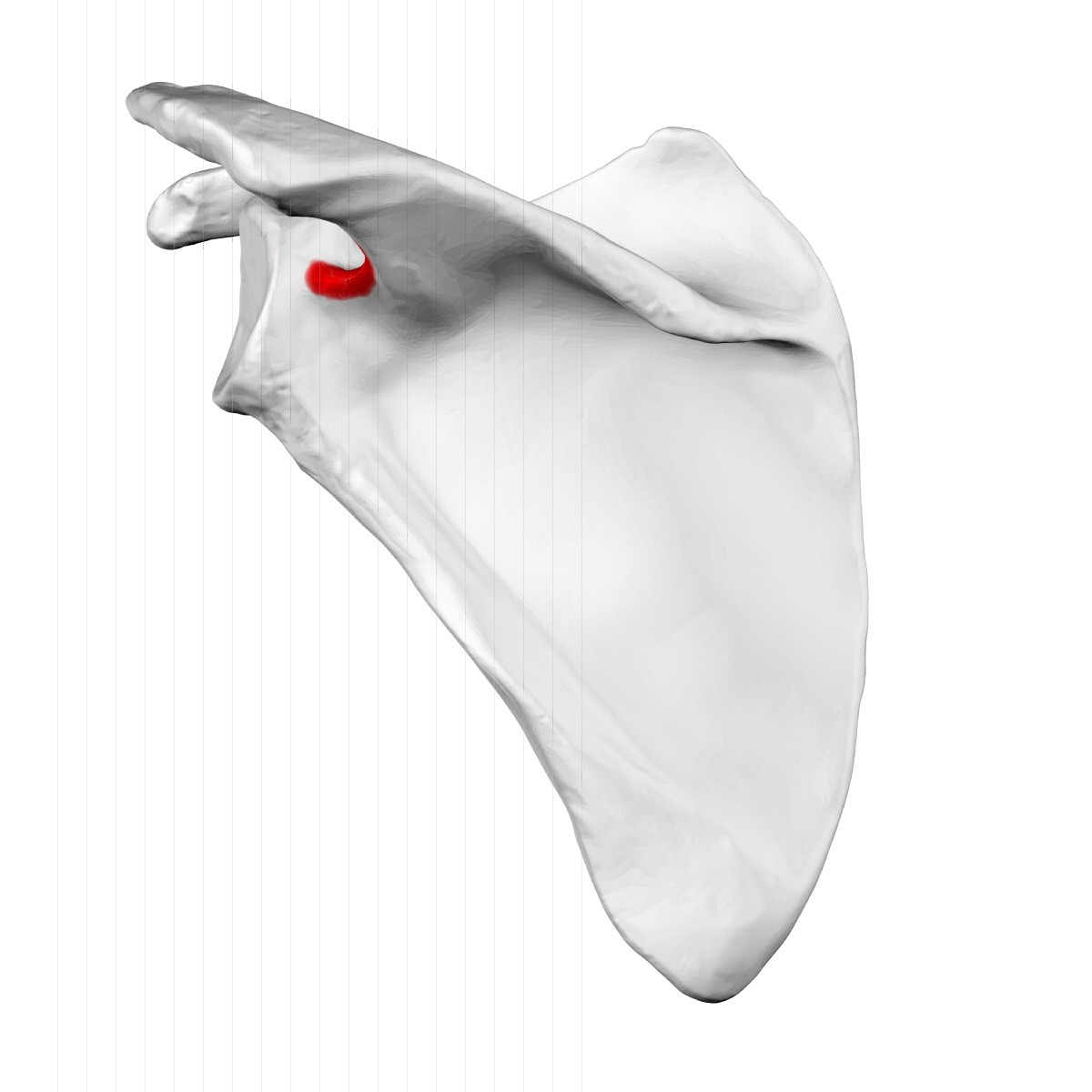 Bones Flashcards | Memorang