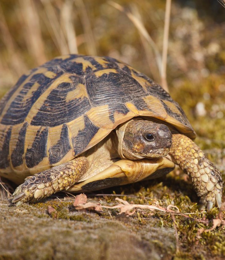 Lizards and chelonians of Macedonia Flashcards | Memorang