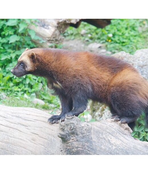 Dyrearter Flashcards | Memorang