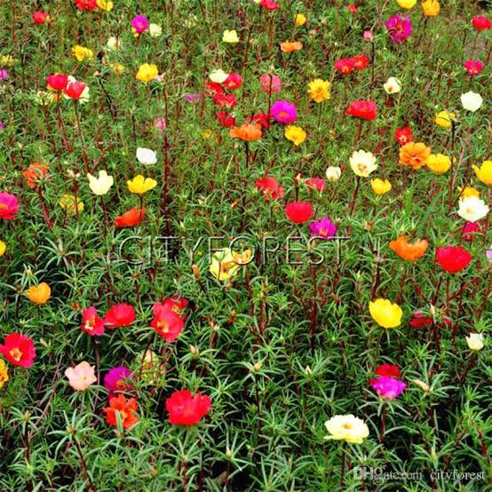 Shrubs Flashcards | Memorang