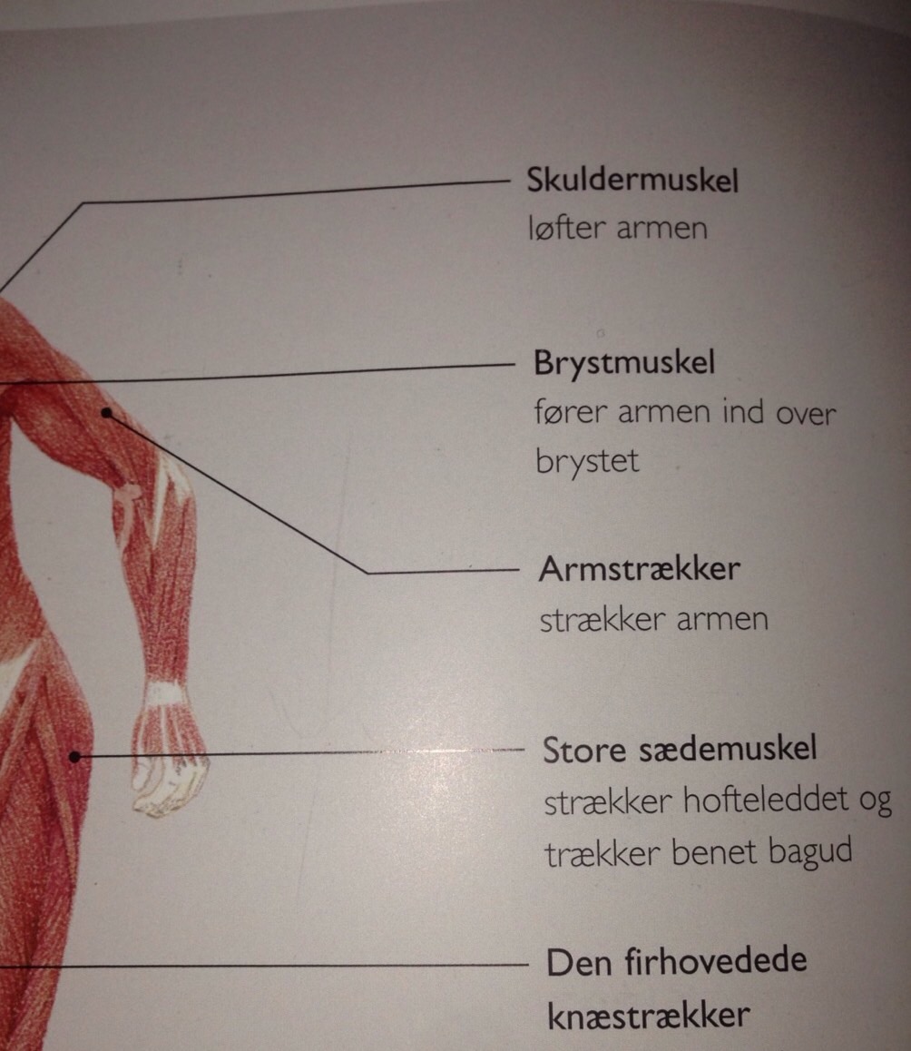 Muskler i kroppen Flashcards | Memorang