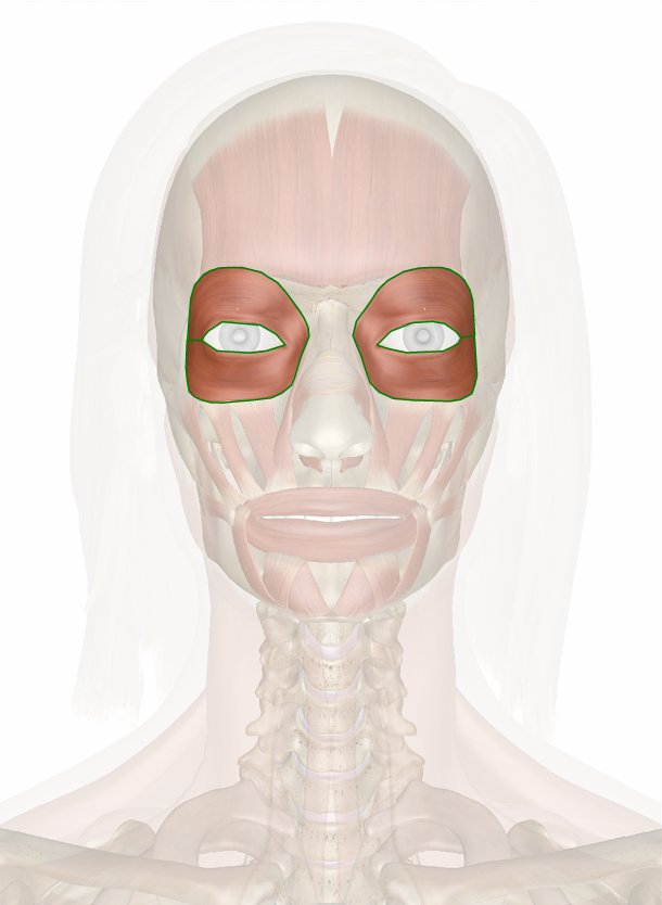 Muscles Flashcards | Memorang