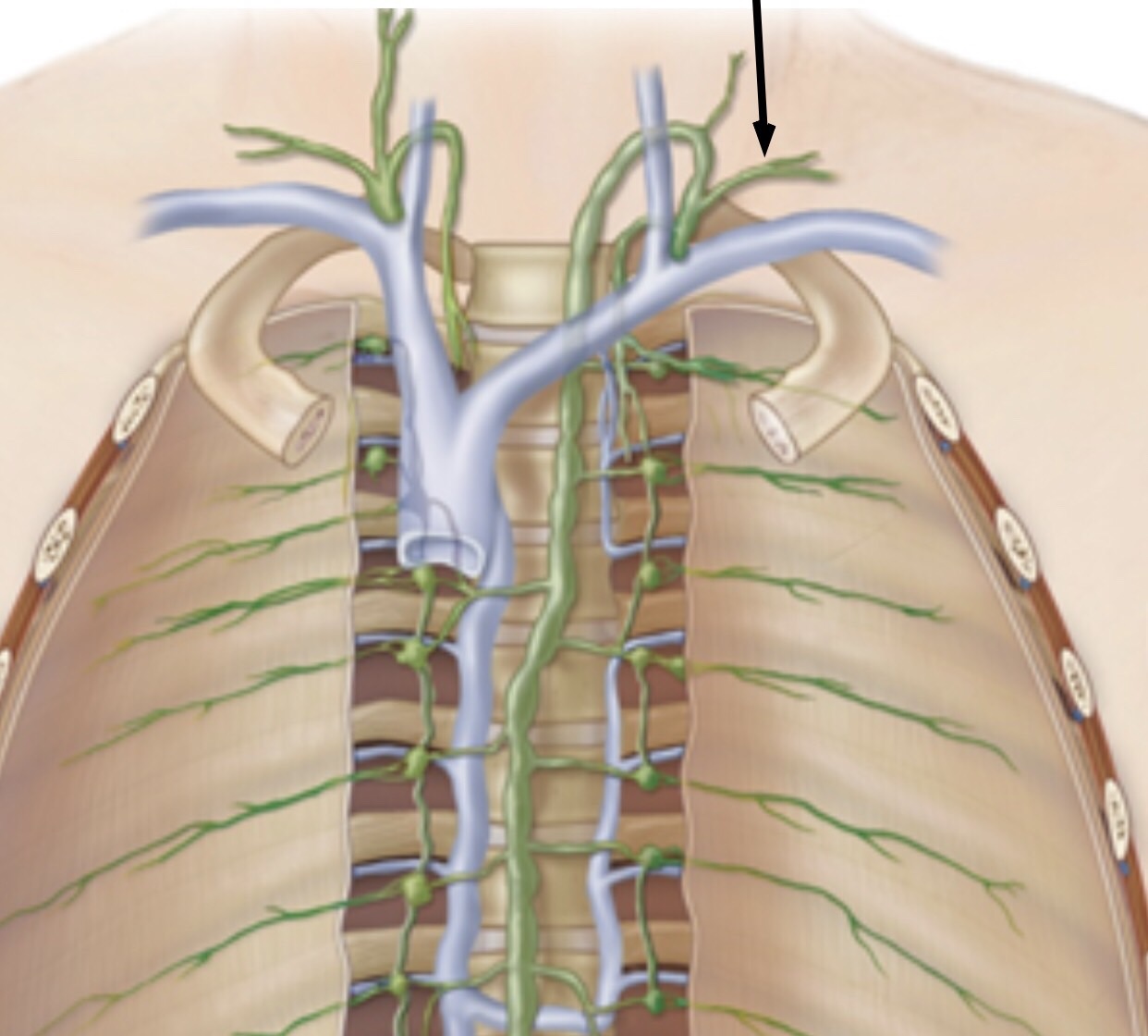Lymphatic System Flashcards | Memorang