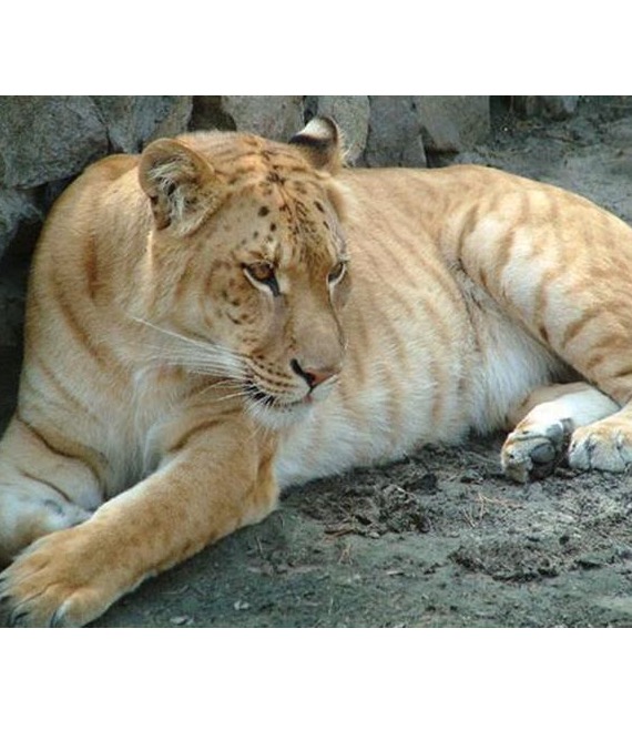 Big cats Flashcards | Memorang