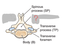 Bones Flashcards | Memorang