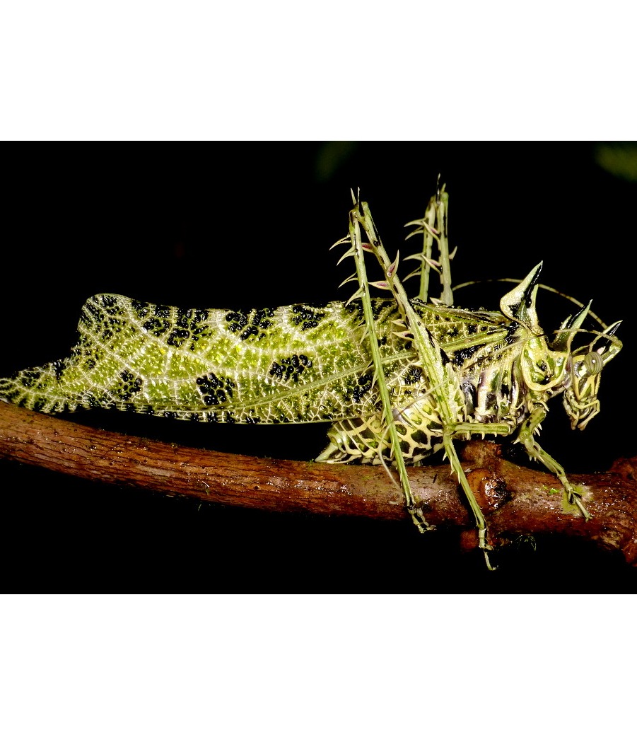 Costa Rican Common Insects, Beetles, Spiders Flashcards | Memorang