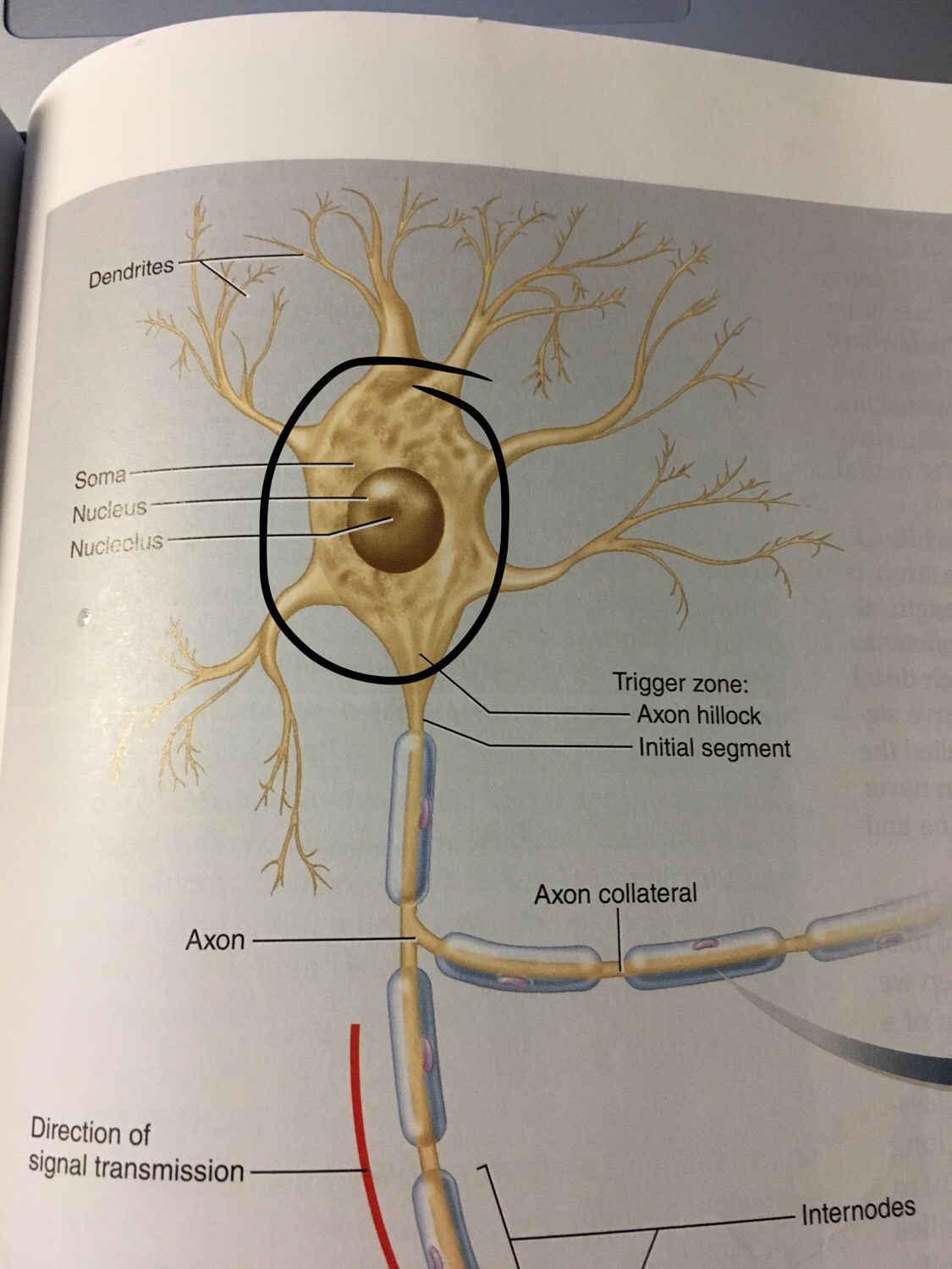 The neuron Flashcards | Memorang