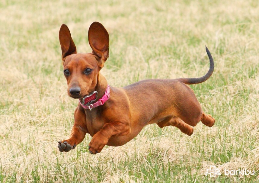 Rasas dé perros Flashcards | Memorang