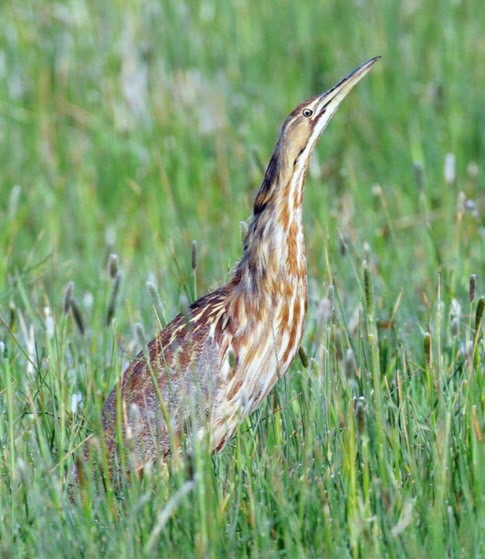 Bird Id Quiz Flashcards Memorang