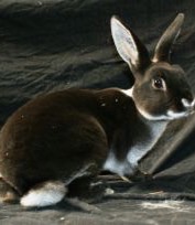 Kanin racer Flashcards | Memorang