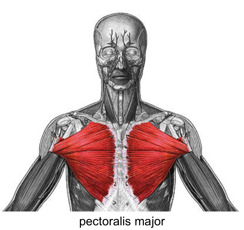 Pectoral, Axilla, Anterior Arm Flashcards | Memorang