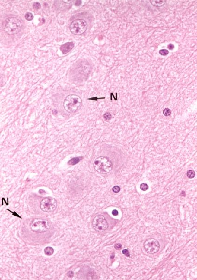 Histology 302- Midterm1 (Basic Tissues) Flashcards | Memorang