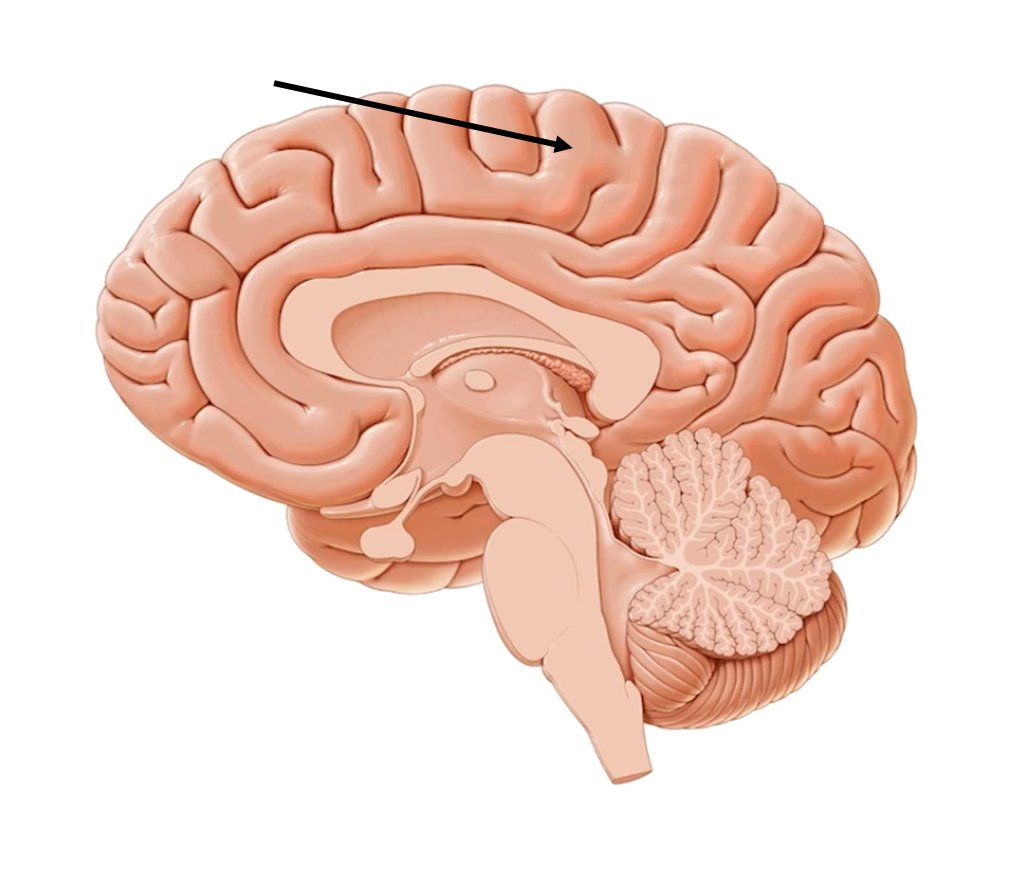 Cara Medial del Cerebro Flashcards | Memorang