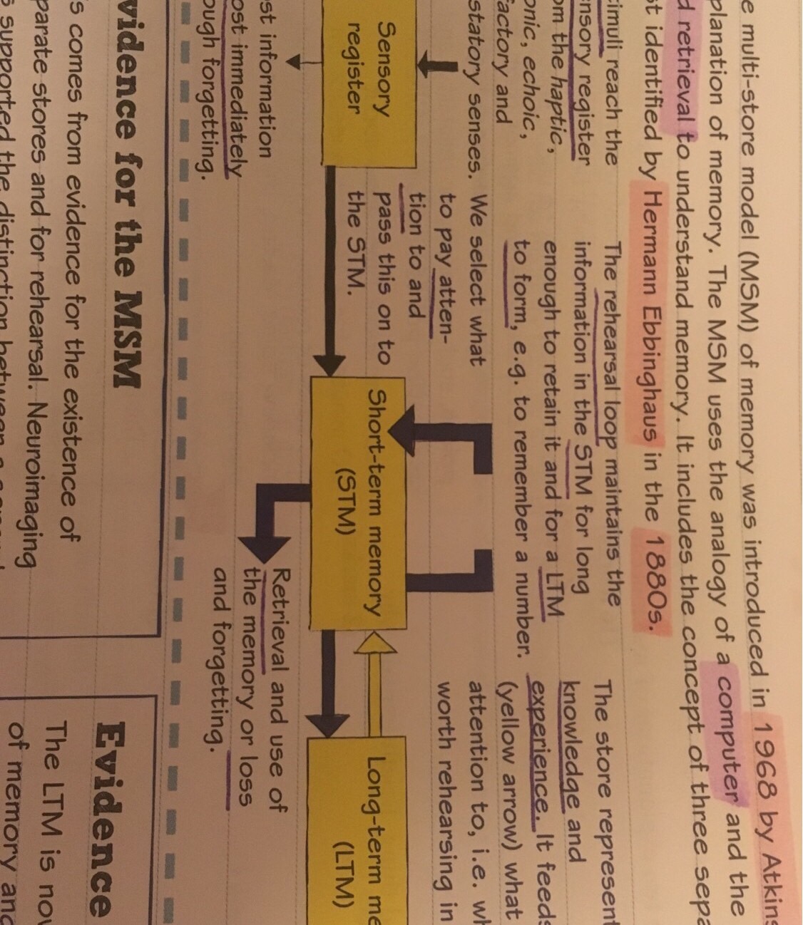 Psychology - Memory Flashcards | Memorang