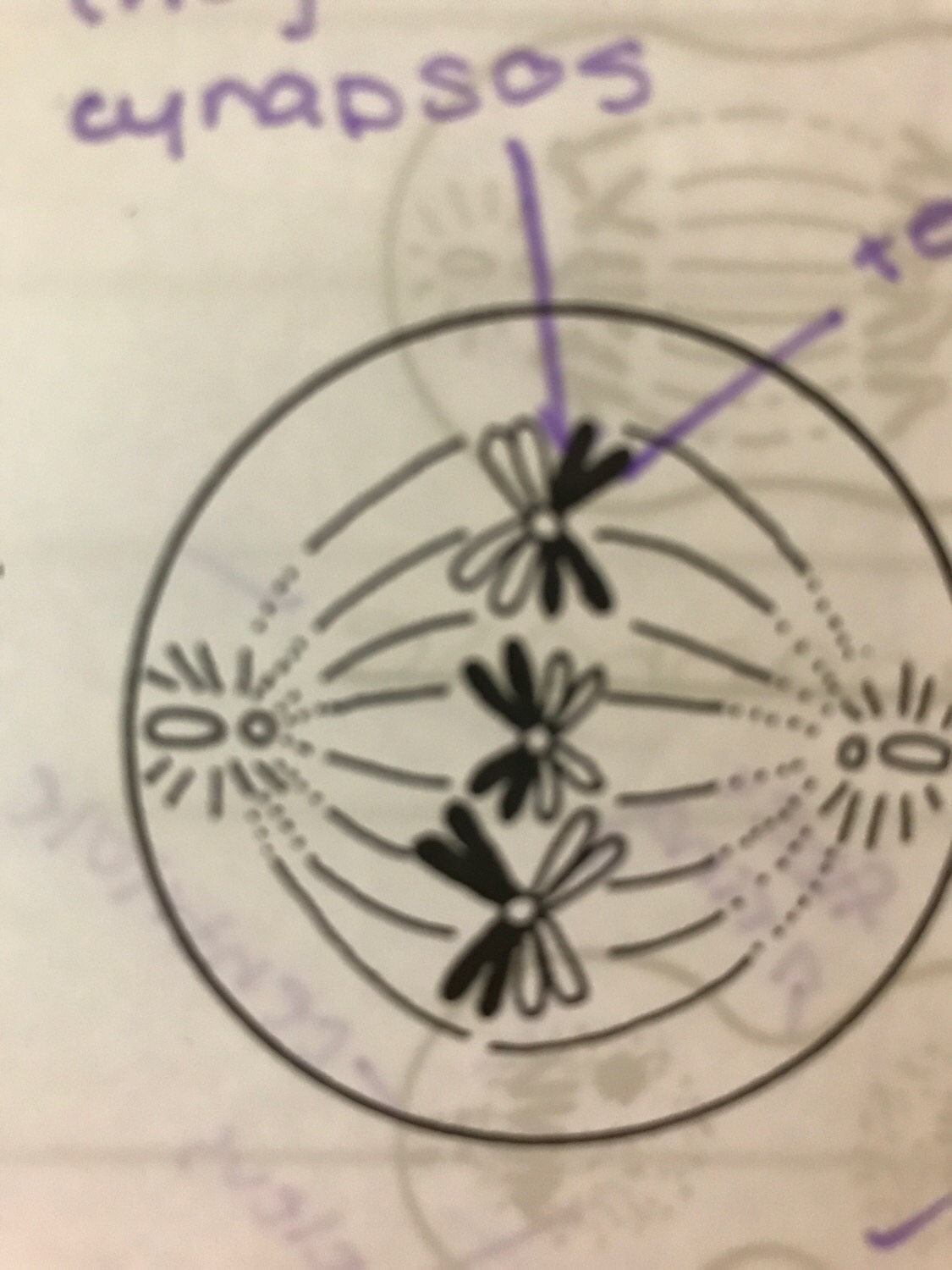 Phases of Meiosis Flashcards | Memorang