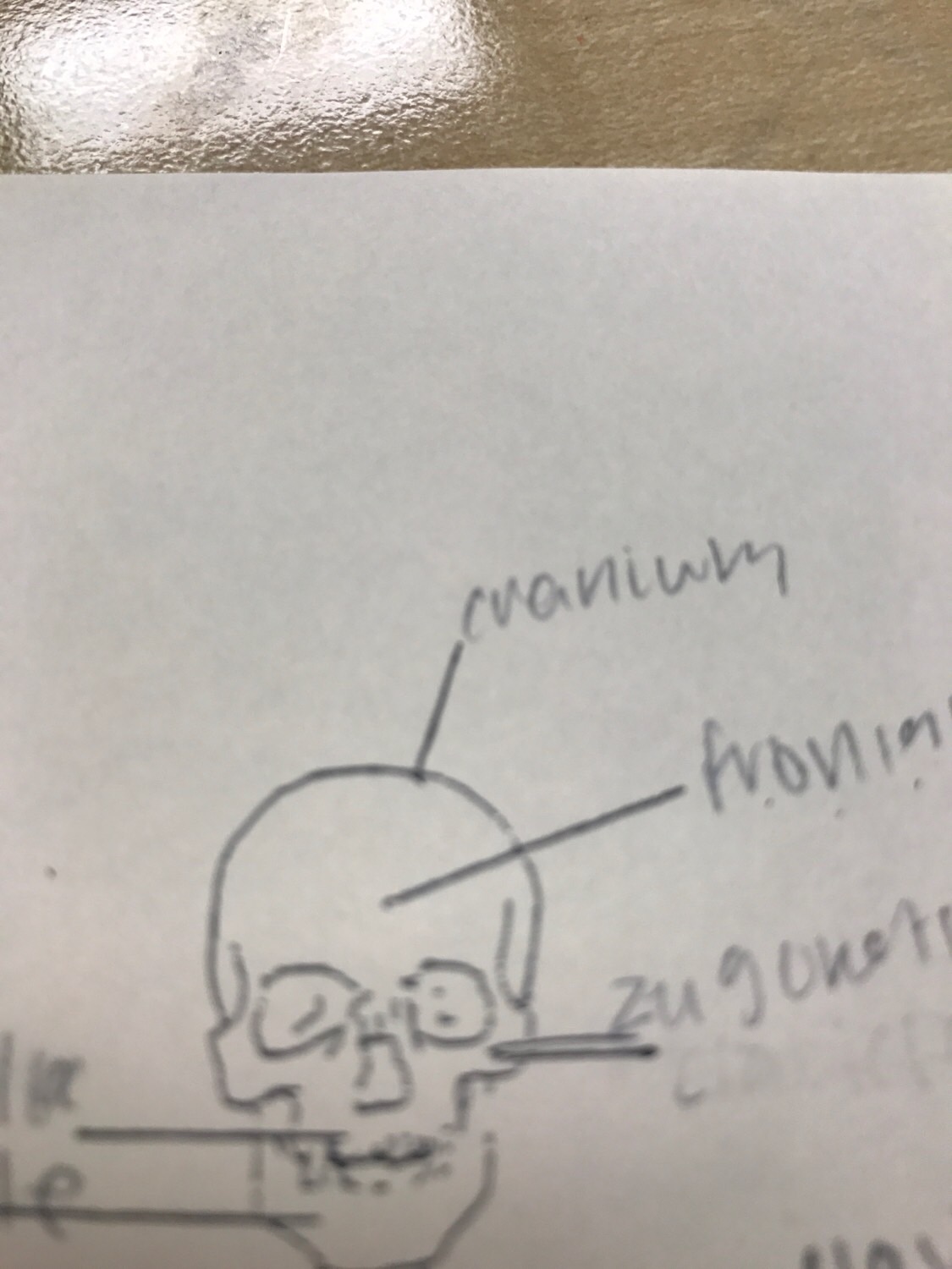 Skeletal System Flashcards | Memorang