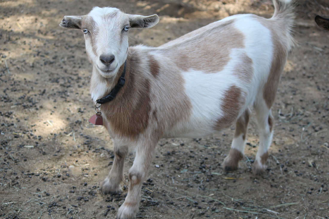 Goats Flashcards | Memorang