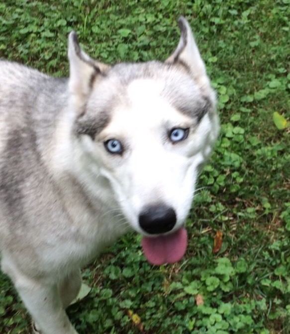 Husky run Flashcards | Memorang