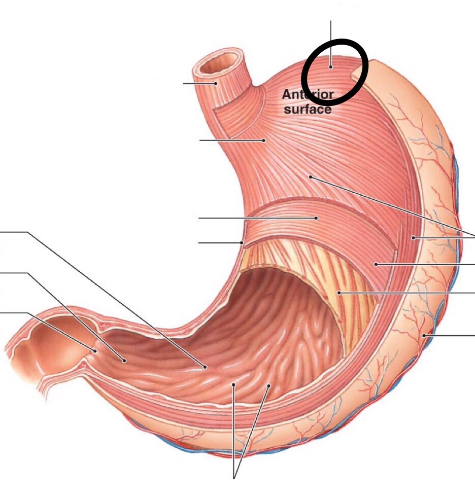 Internal structure of the Stomach Flashcards | Memorang